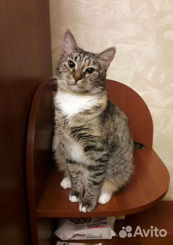 Стерилизованная кошка 10 мес