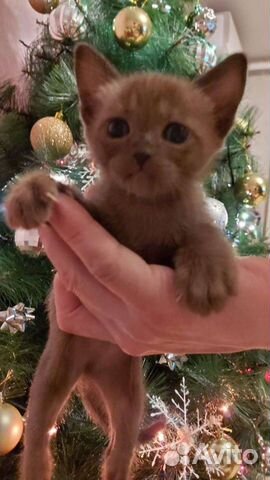 Бурманские котята vip