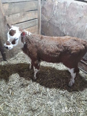 Бык и тёлочка