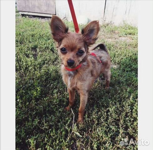 Девочка ищет кавалера