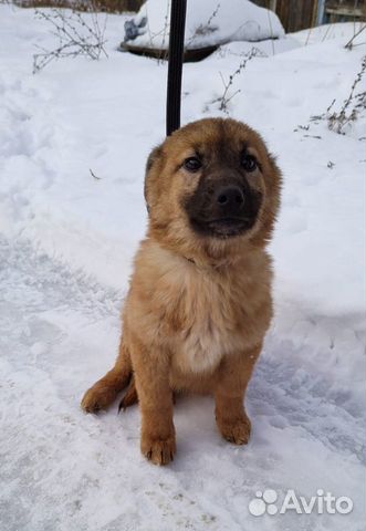 Щенок в добрые руки бесплатно