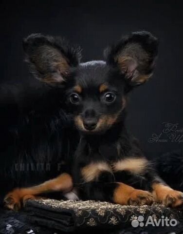 Той-терьер щенки