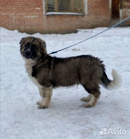 Щенок коротколапик в дар