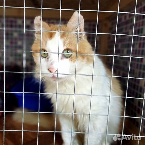 Котя мечтает о доме
