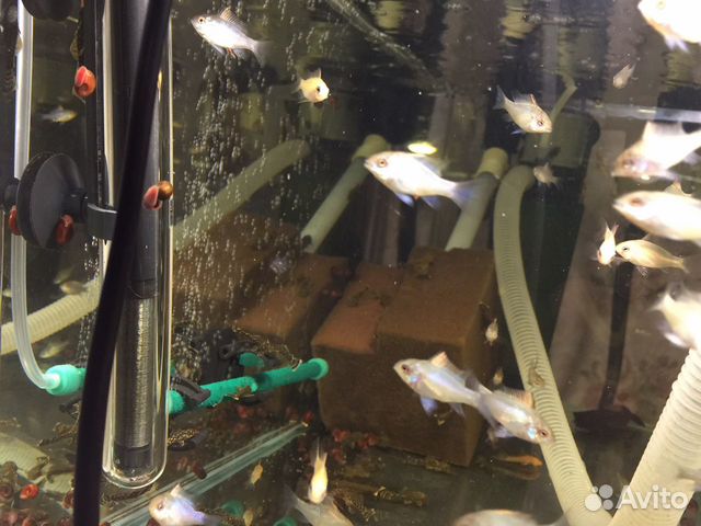 Рыбки апистограмма