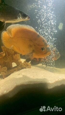 Аквариумные рыбки цихлиды