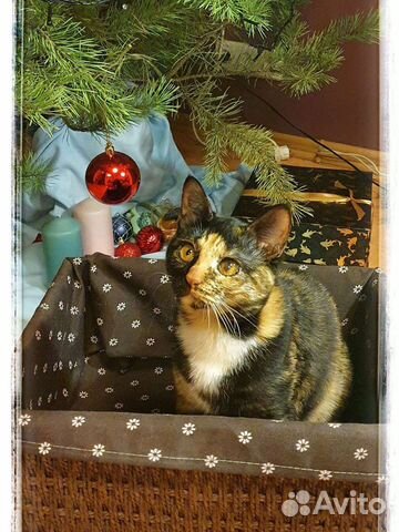 У котенка никогда не было дома