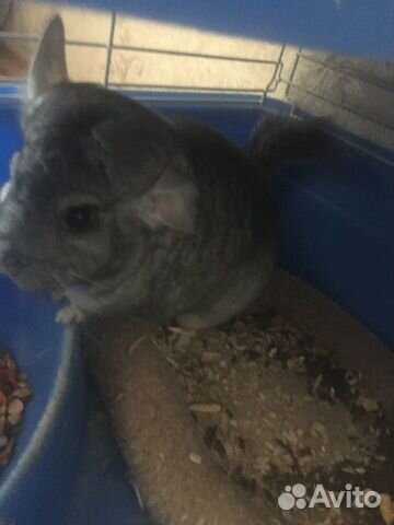 Шиншилла зовут Ева