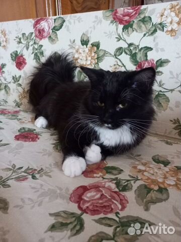 Котенок мальчик