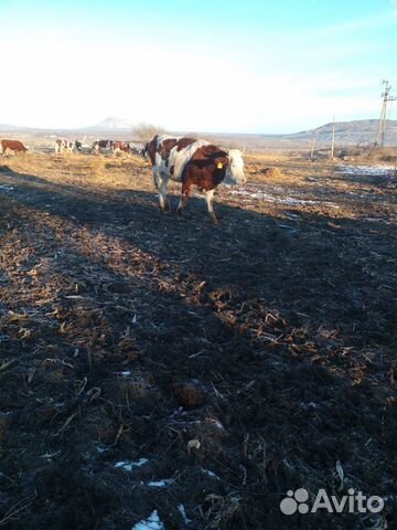 Коровы дойные и тёлки