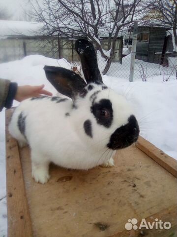 Вязка кроликов