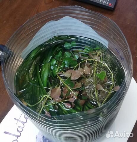 Аквариумные растения