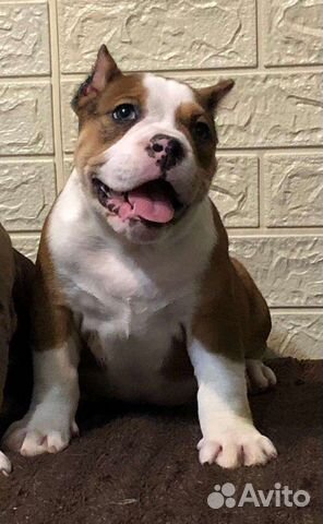 Яркий мальчик Ам.Булли