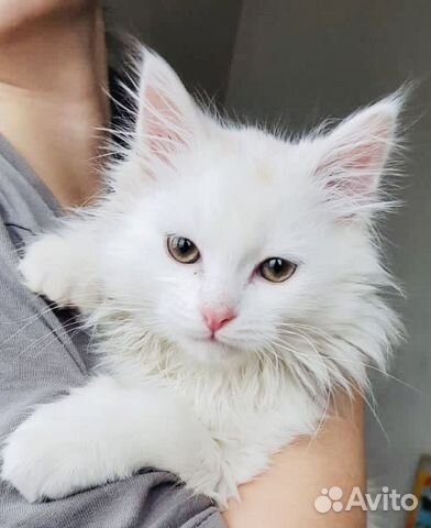 Турецкая ангора котенок мальчик