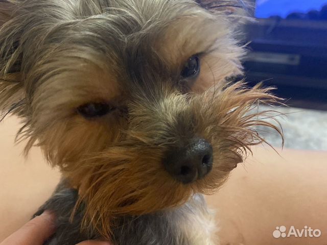 Йоркширский терьер китаец