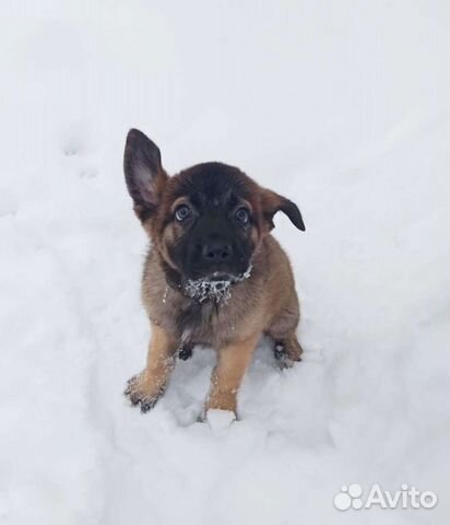 Стелла в дар