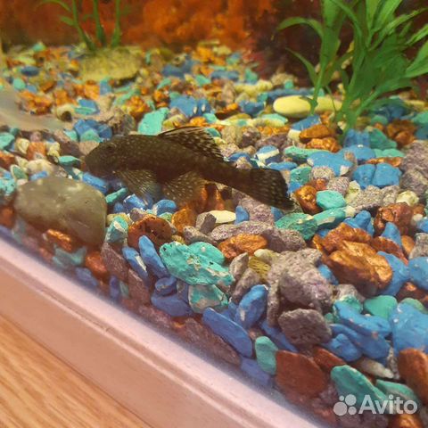 Анциструс темный