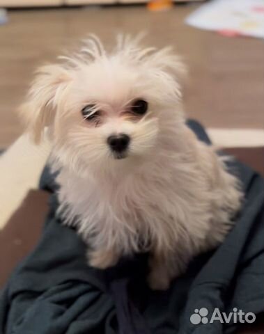 Мальтезе мальтийская болонка щенок
