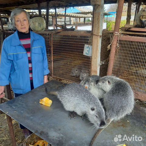 Нутрии. чистокровное серебро на племя