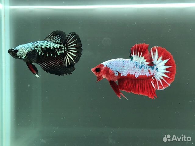 Петушки плакат премиум класс