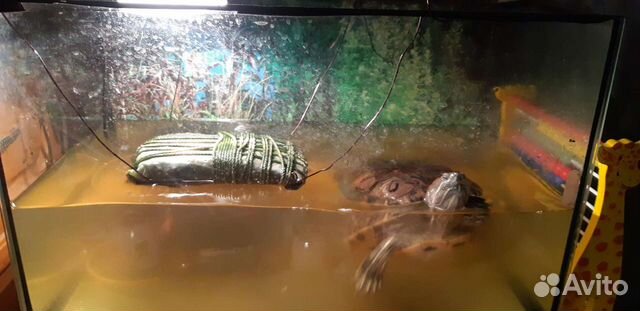 Красноухая черепаха бесплатно