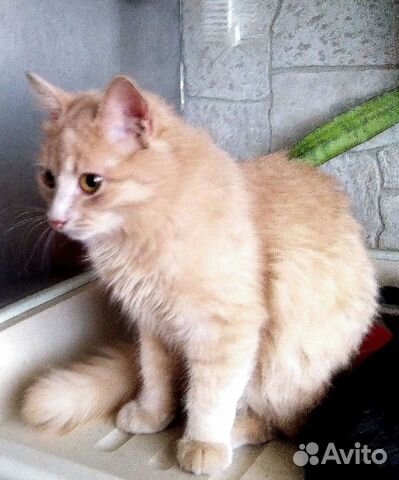 Котёнок, окрас рыжий светлый, дружит с собаками