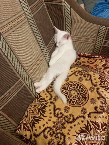 Беляш в добрые руки)