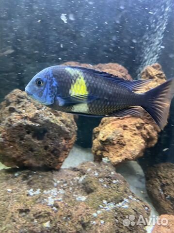 Рыба трофеус