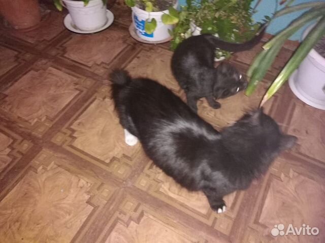 Ищу дом или передержку кошке и котятам