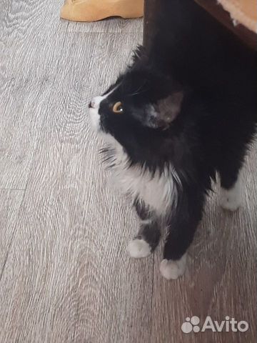 Котята, отдам в дорые руки