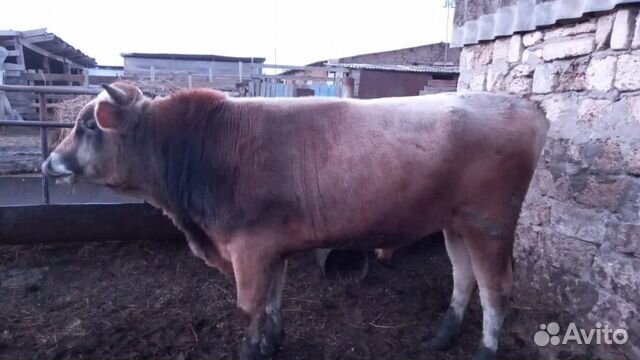 Бык на племя Джейсирской породы