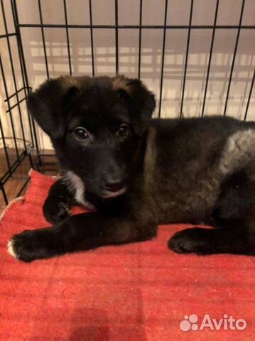 Щенок в добрые руки бесплатно