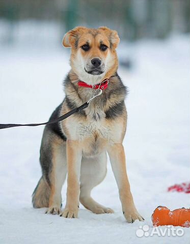Марти (девочка. 6 месяцев) ждет вас в приюте