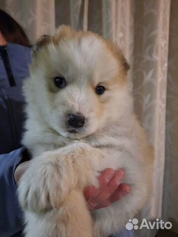 Щенки смесь хаски и дворняги