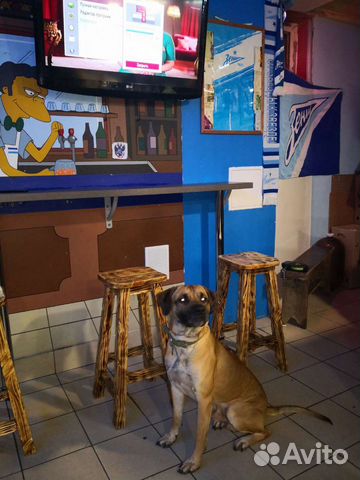 Бульмастиф