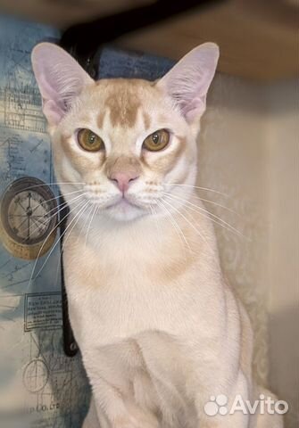 Продаю котенка красной европейской бурмы