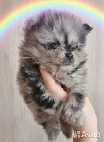 Щпиц мини померанский мерле