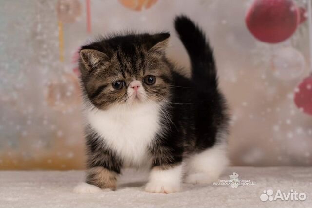 Экзотический короткошерстный мальчик