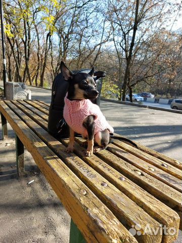 Мини той-терьер вязка