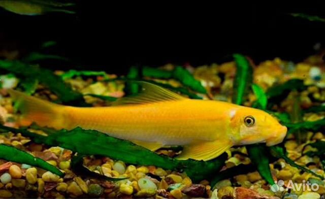 Гиринохейлус оранж 4-6см лисичка водорослеед - Alb