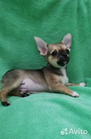 Чихуахуа мальчик