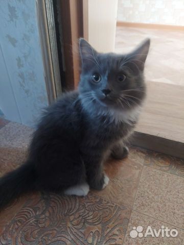 Котёнок