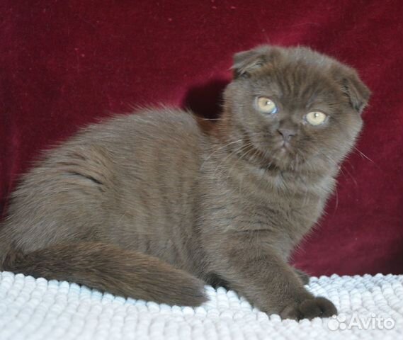 Шоколадная вислоухая Европа