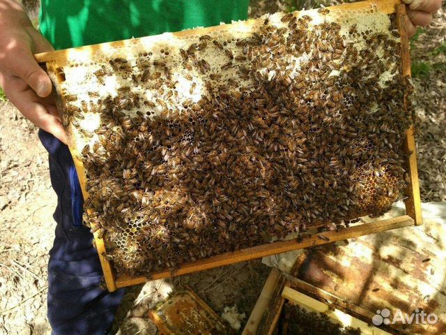 Пчелапакеты 2022