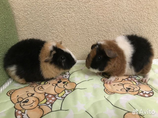 Морская свинка