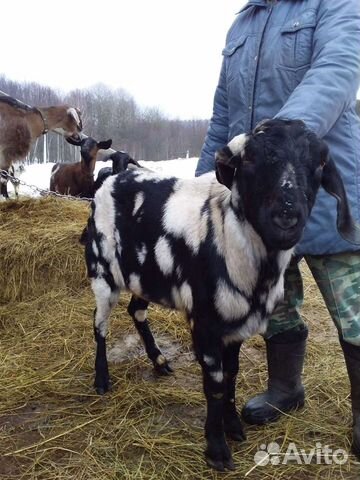 Нубийские козлята