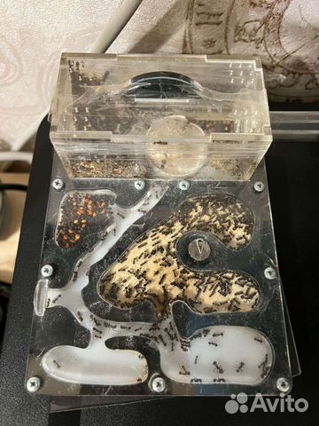 Муравьиная ферма с муравьями