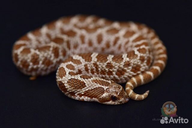 Свиноносый уж