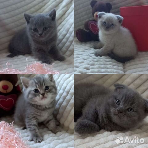 Шотландские чистокровные котята