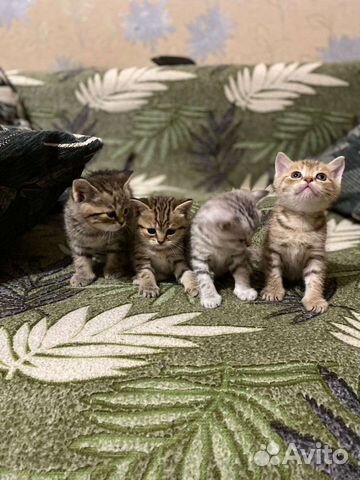 Британские котята